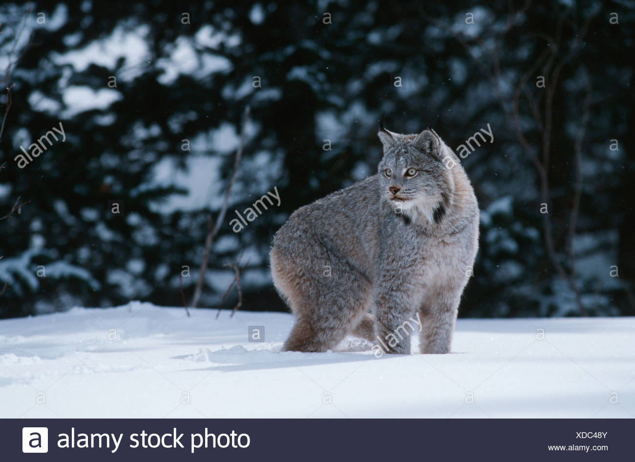Canadian Lynx Lynx Canadensis In High Resolution Stock Photography and ...