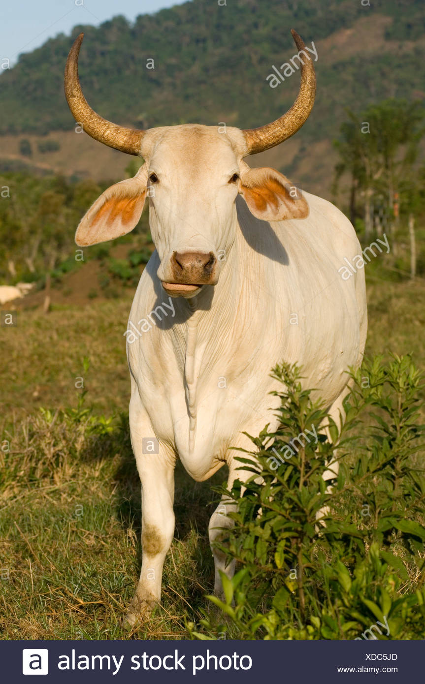 House Cattle Bos Primigenius Taurus Stock Photos & House Cattle Bos ...