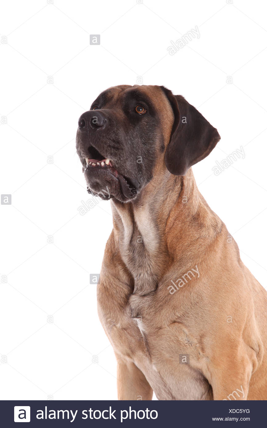 Boarhounds High Resolution Stock Photography and Images - Alamy