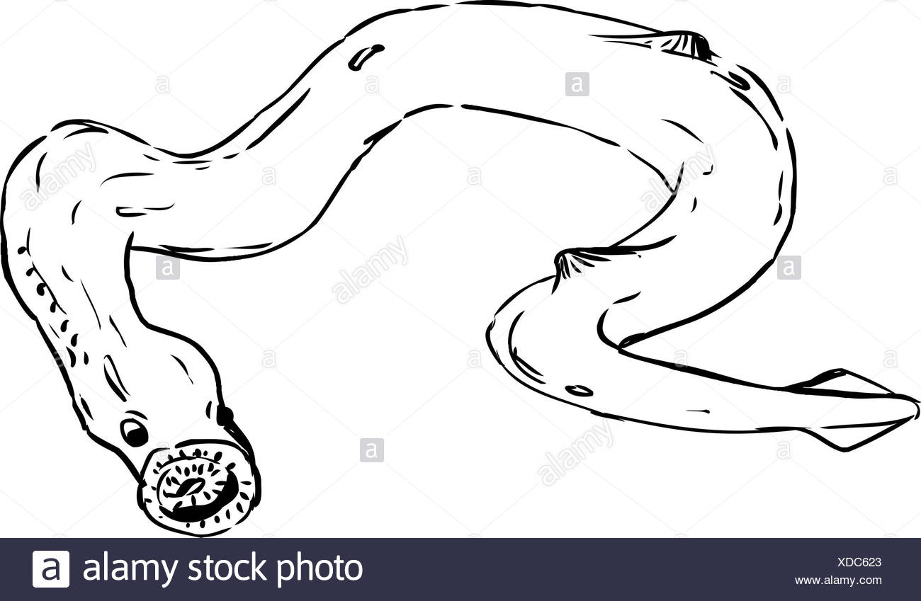 Eel Cartoon Illustration Stock Photos & Eel Cartoon Illustration Stock ...
