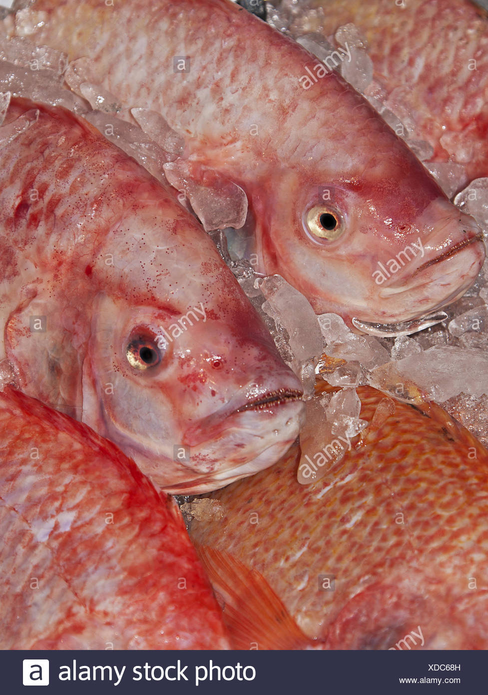 Tilapia Africa Stock Photos & Tilapia Africa Stock Images - Alamy