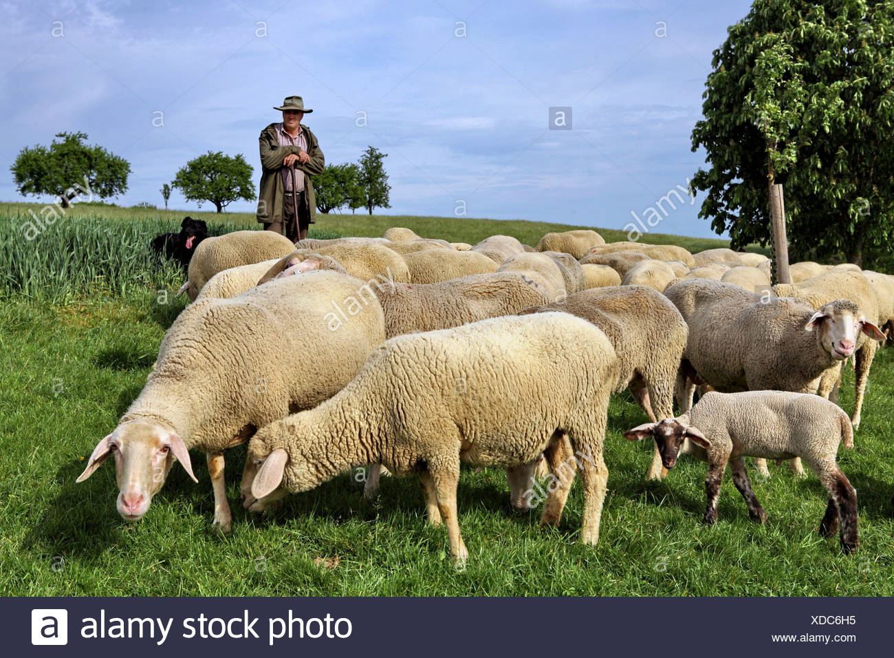 Schafhirte Stock Photos & Schafhirte Stock Images - Alamy