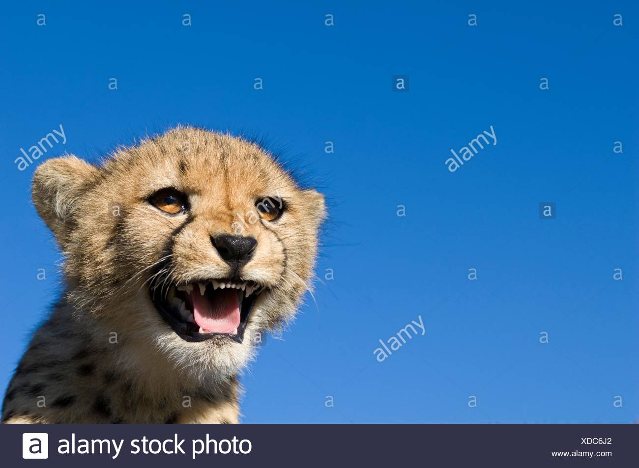 Cheetah Showing Teeth High Resolution Stock Photography and Images - Alamy