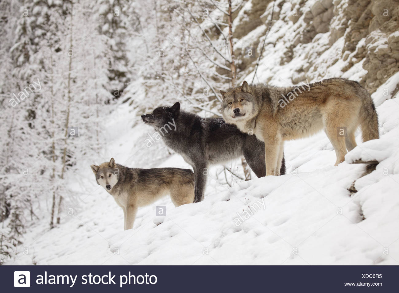 Company Of Wolves High Resolution Stock Photography and Images - Alamy