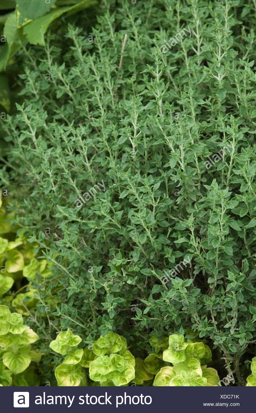 Teucrium Marum High Resolution Stock Photography and Images - Alamy
