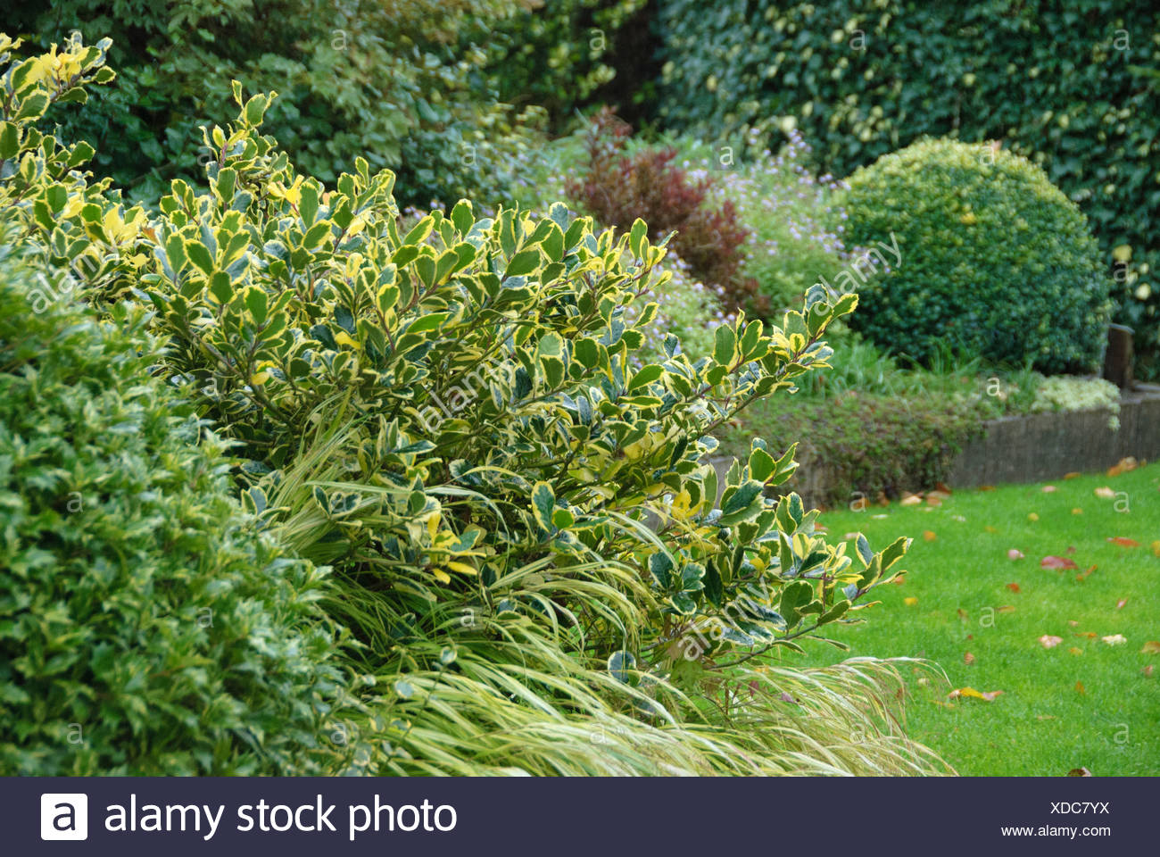 The Golden King High Resolution Stock Photography and Images - Alamy