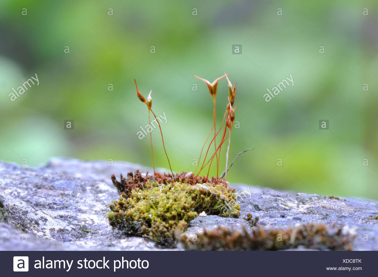 Spore Capsule High Resolution Stock Photography and Images - Alamy
