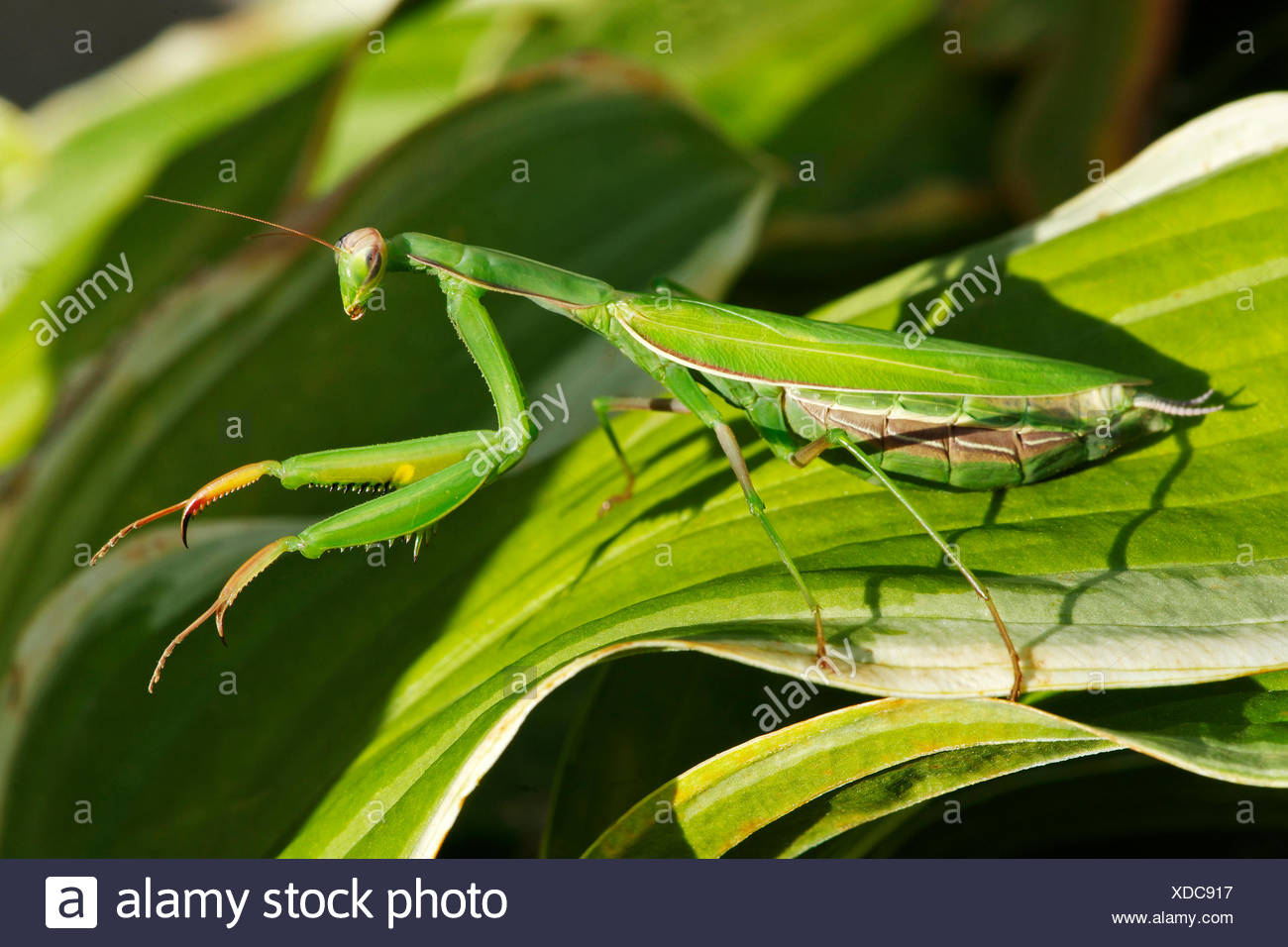 Praying Mantus Mantis Religiosa Mantodea Order Of Insect High ...