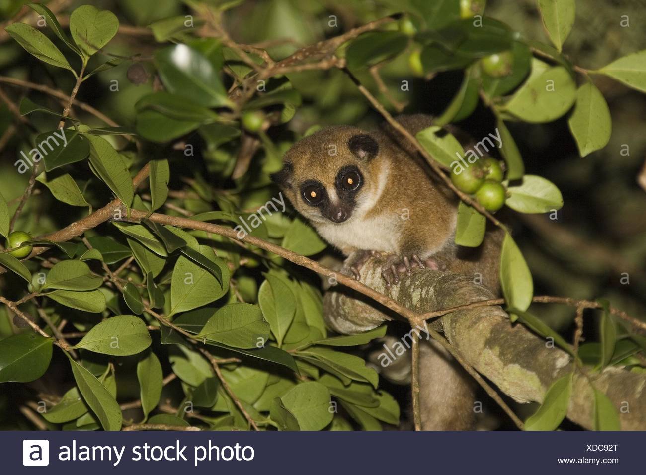 Tarsiiformes Stock Photos & Tarsiiformes Stock Images - Alamy