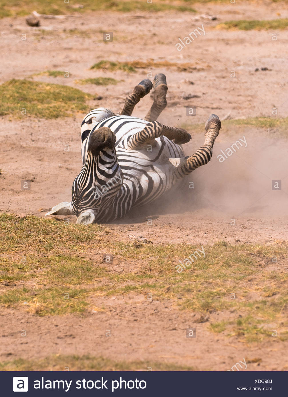 Zebra Body High Resolution Stock Photography and Images - Alamy