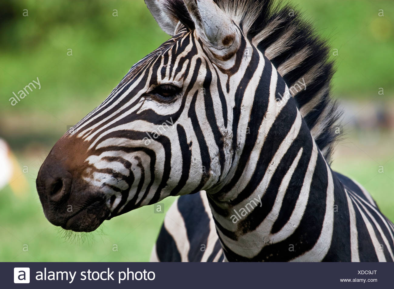 Lion Attack High Resolution Stock Photography and Images - Alamy