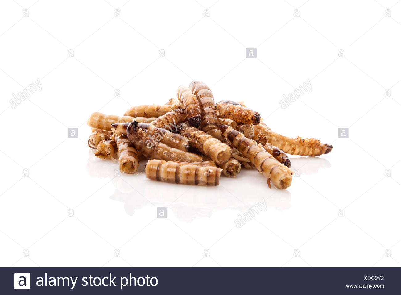 Bamboo Borer High Resolution Stock Photography and Images - Alamy