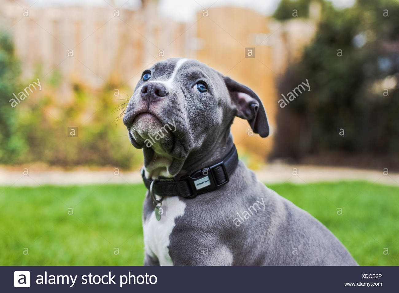 The American Bully Stock Photos & The American Bully Stock Images - Alamy