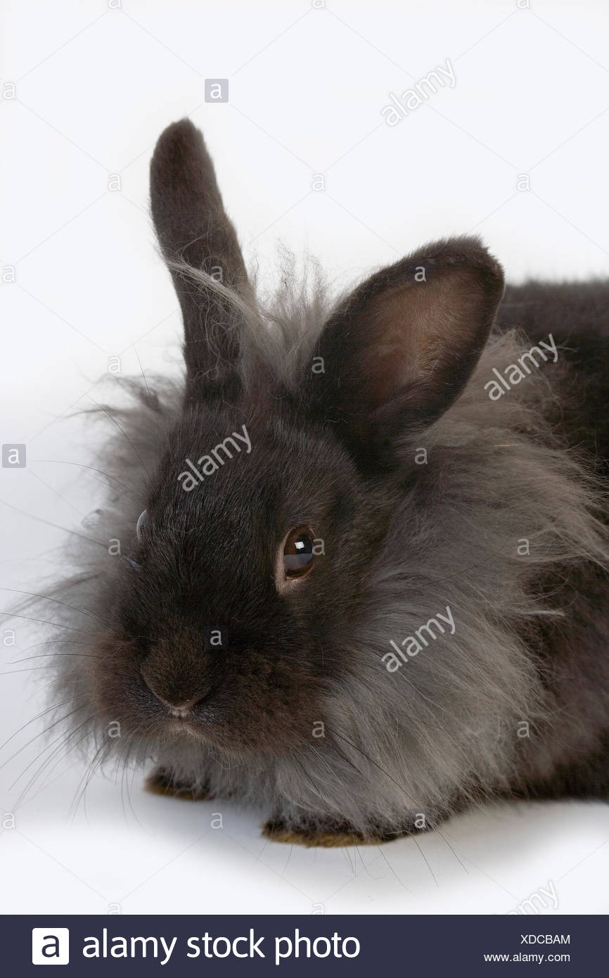 Black And White Dwarf Rabbit High Resolution Stock Photography and ...