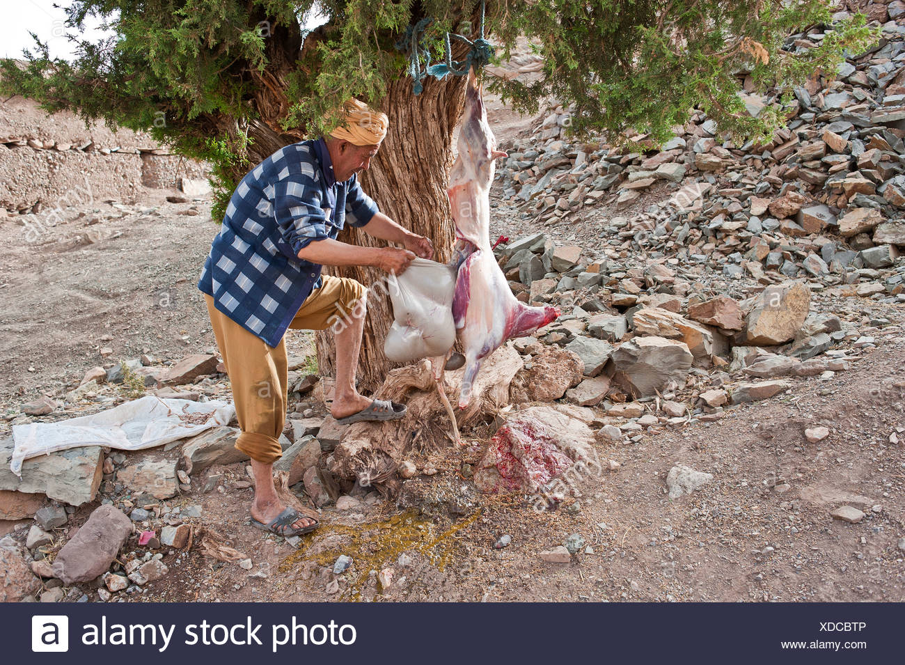 Entrails Stock Photos & Entrails Stock Images - Alamy