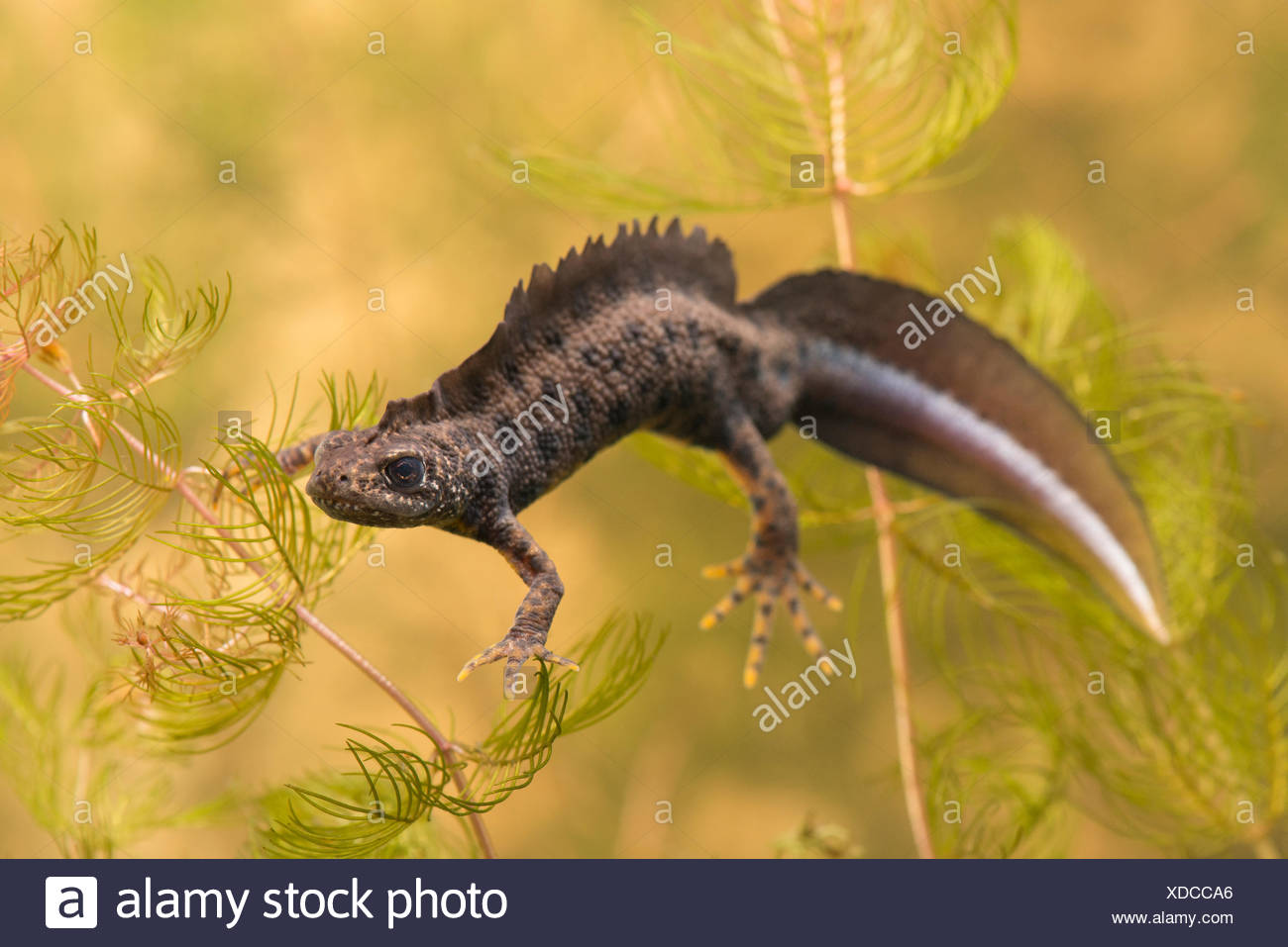 Italian Crested Newt Stock Photos & Italian Crested Newt Stock Images ...