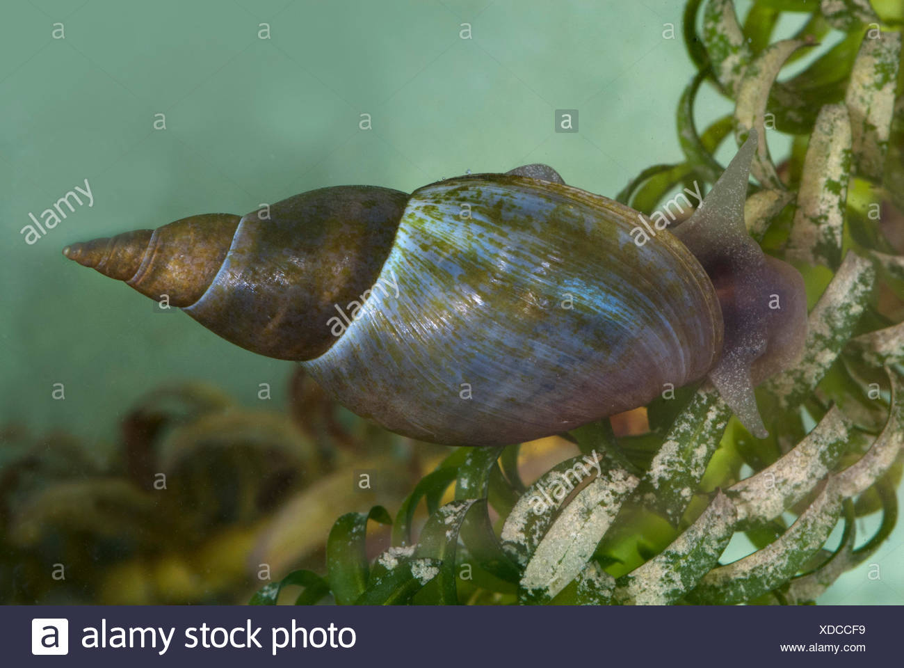 Pond Weed Underwater High Resolution Stock Photography and Images - Alamy