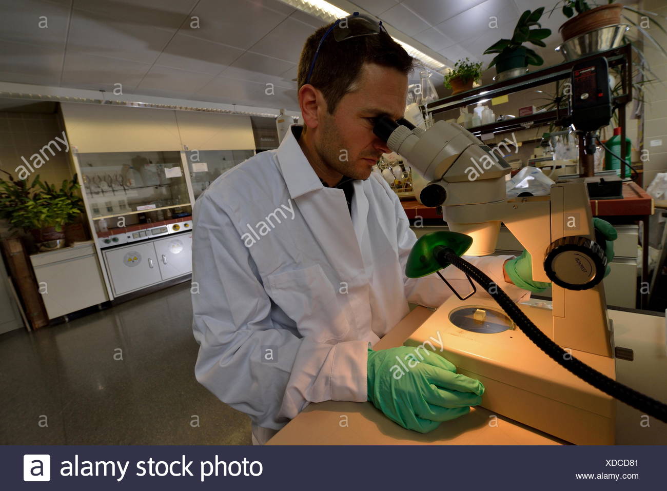 Lab Crystal Stock Photos & Lab Crystal Stock Images - Alamy
