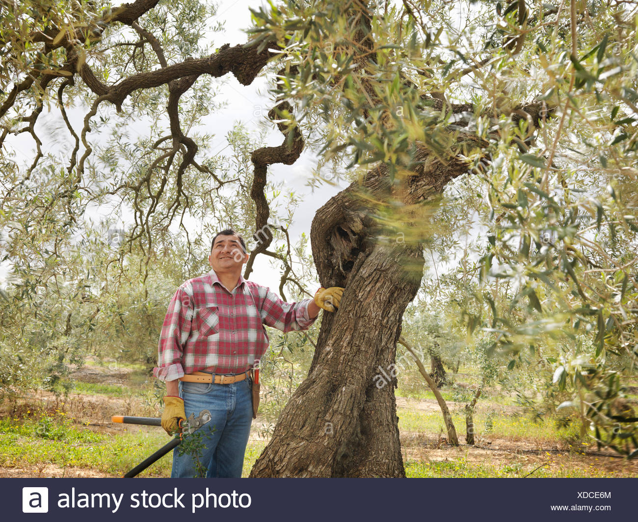 Olive Tree Pruning High Resolution Stock Photography and Images - Alamy