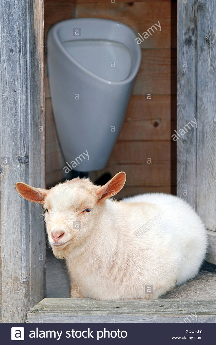 Toilet Occupied High Resolution Stock Photography and Images - Alamy