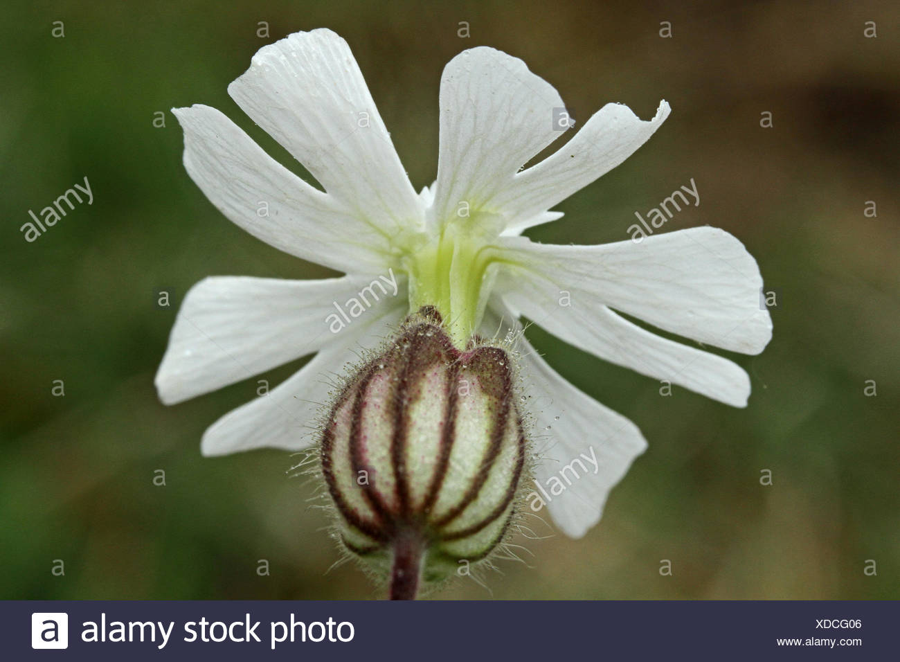 Calyx Stock Photos & Calyx Stock Images - Alamy