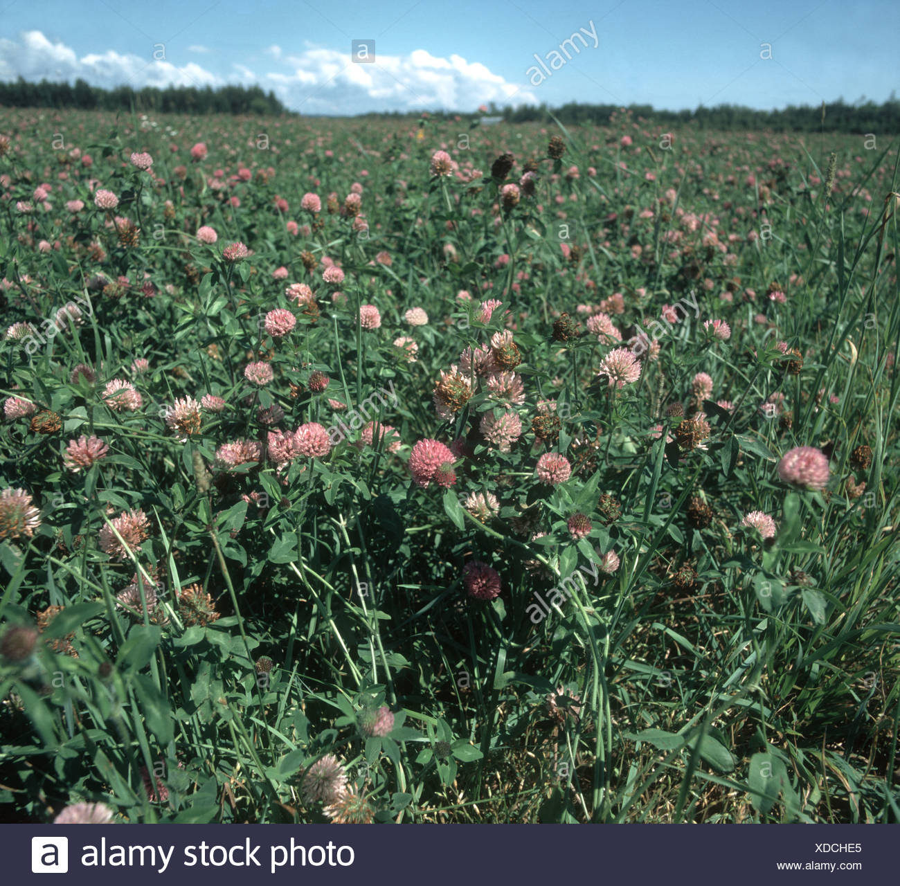 Crop Rotation Clover High Resolution Stock Photography and Images - Alamy
