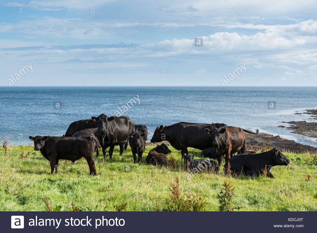 Black Angus Cattle Farm Stock Photos & Black Angus Cattle Farm Stock ...