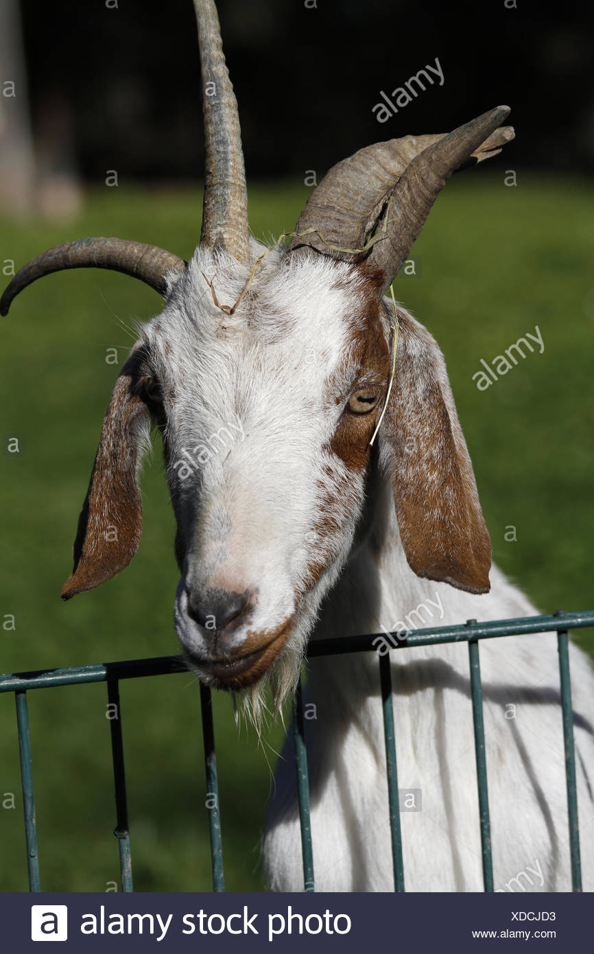 Four Horn Goat Stock Photos & Four Horn Goat Stock Images - Alamy