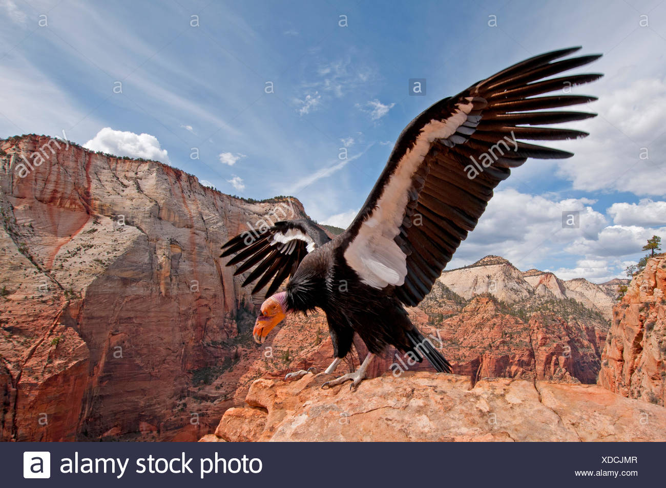 Kalifornischer Kondor High Resolution Stock Photography and Images - Alamy