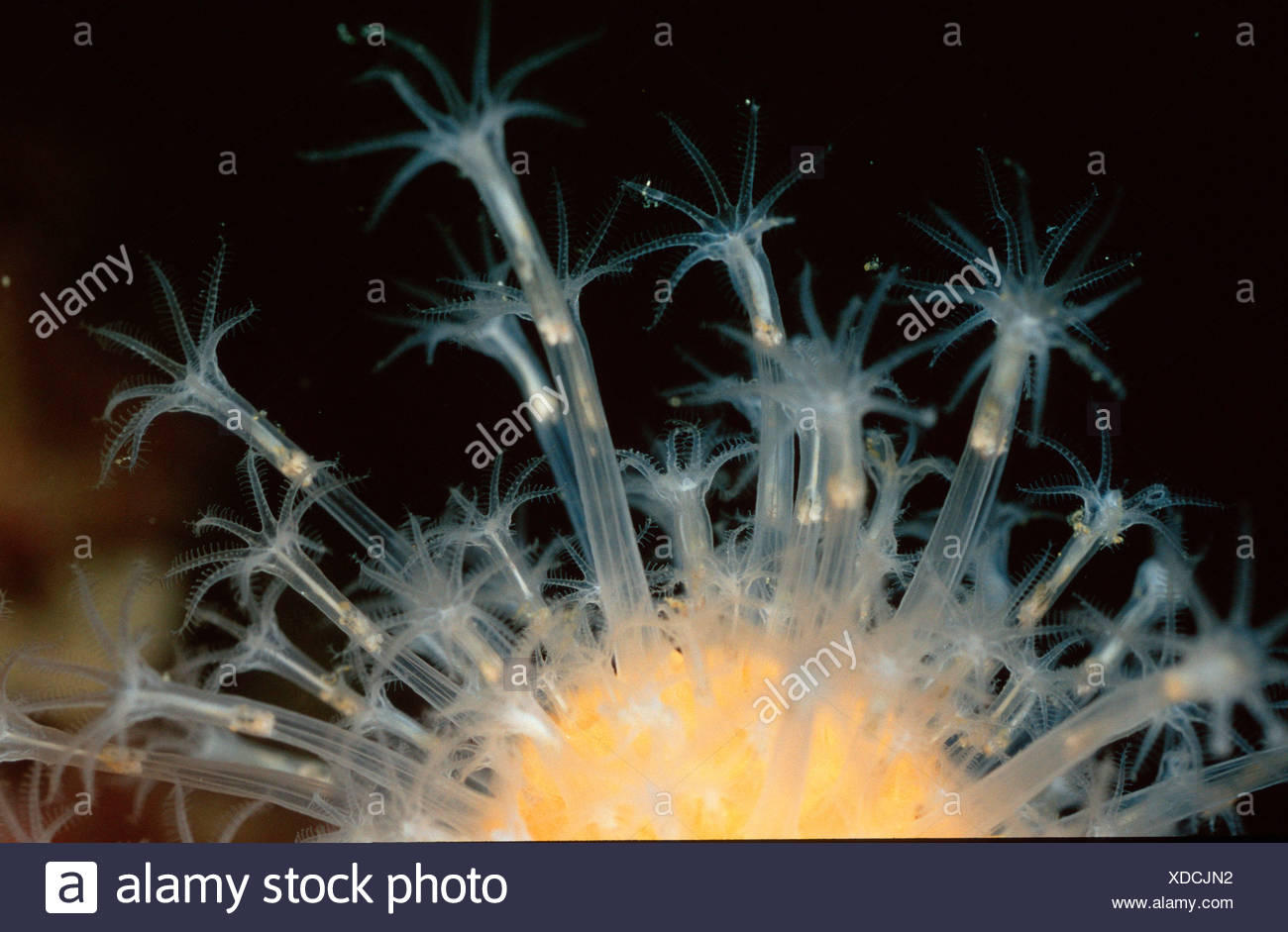 Dead Mans Fingers Sea Fingers Alcyonium Digitatum High Resolution Stock ...