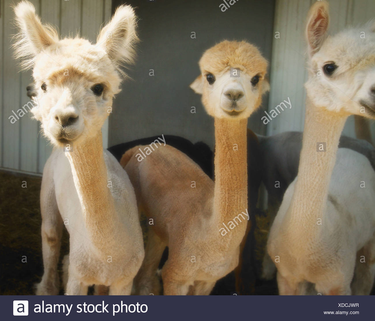Baby Lamas High Resolution Stock Photography and Images - Alamy