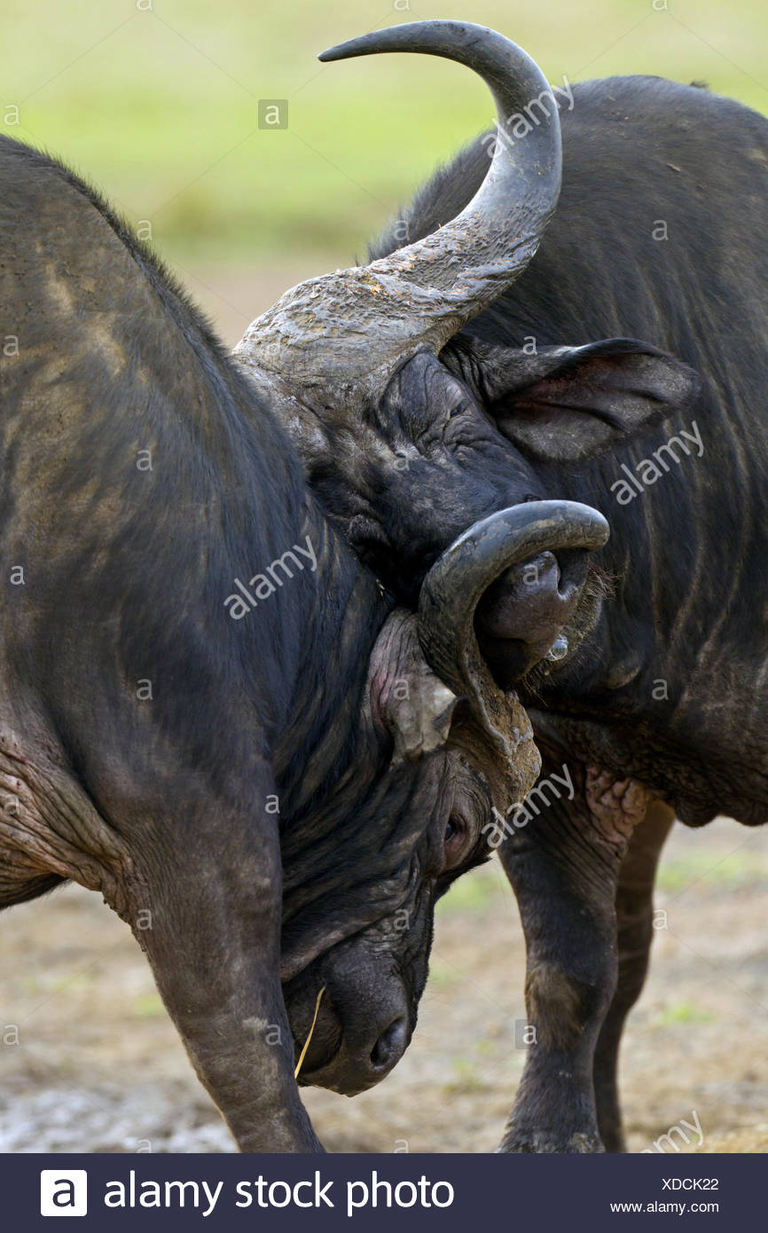 Two Africa Buffalo Fighting High Resolution Stock Photography and ...