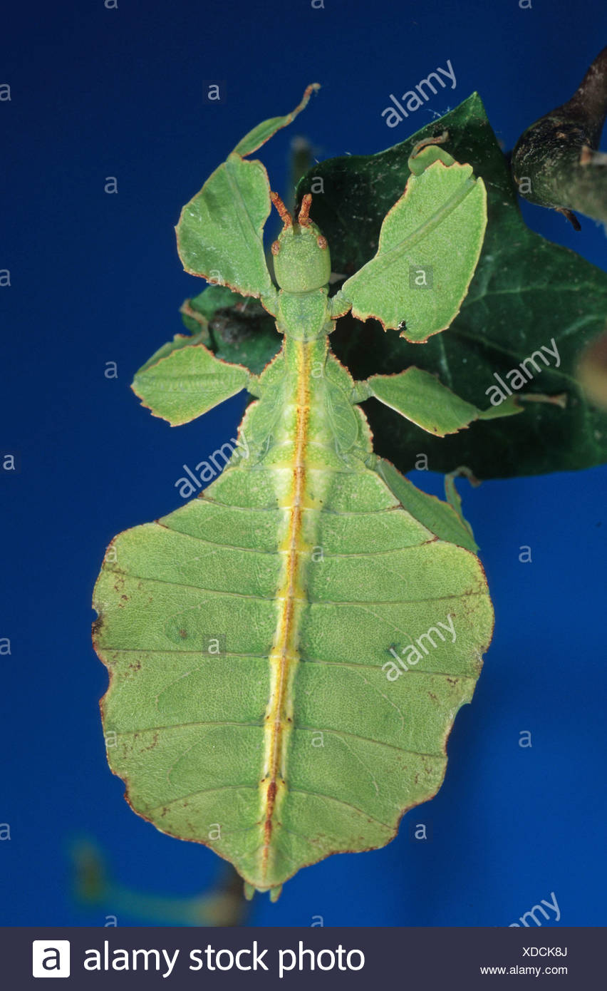 Phylliidae High Resolution Stock Photography and Images - Alamy