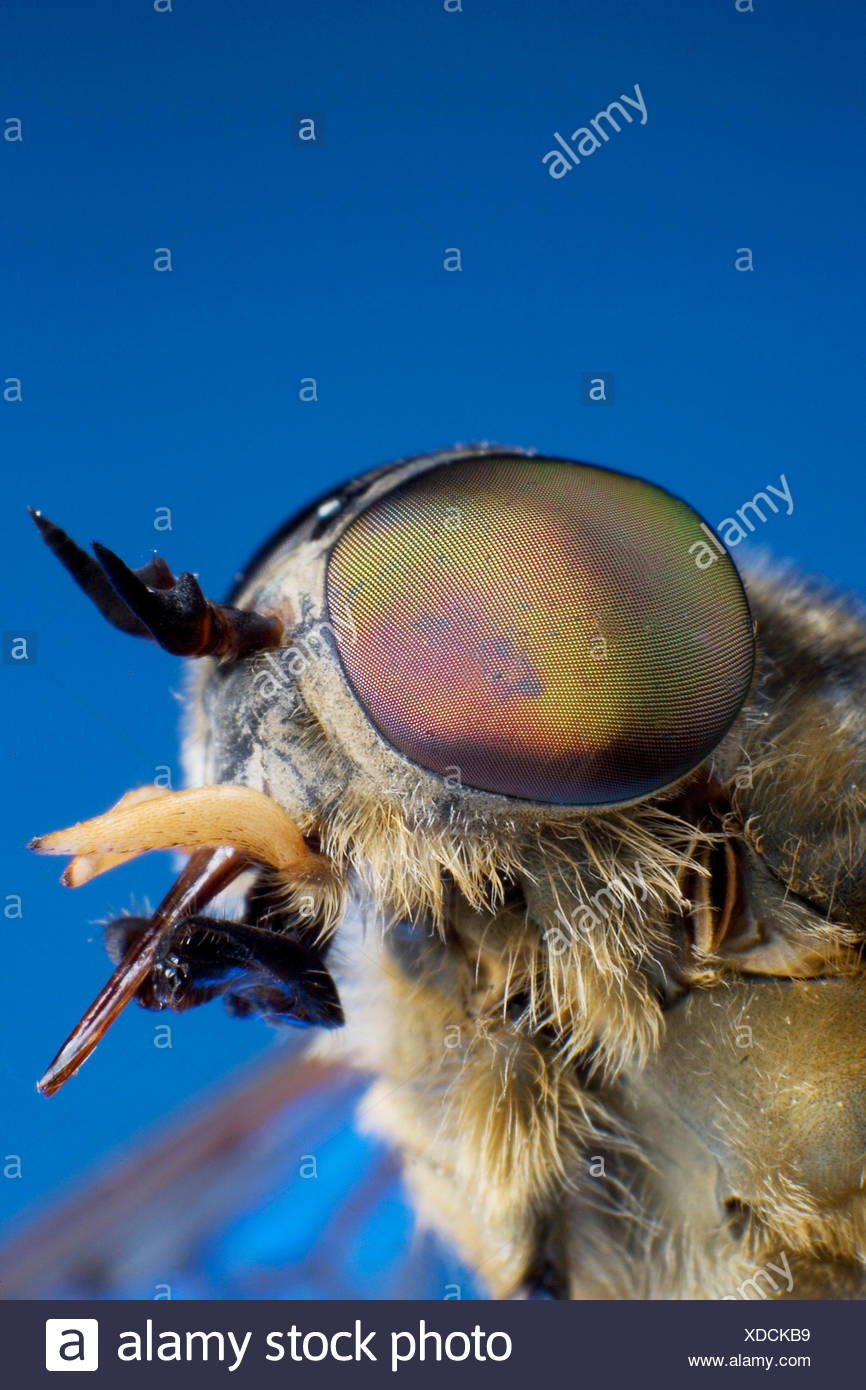 Fly Compound Eye High Resolution Stock Photography and Images - Alamy