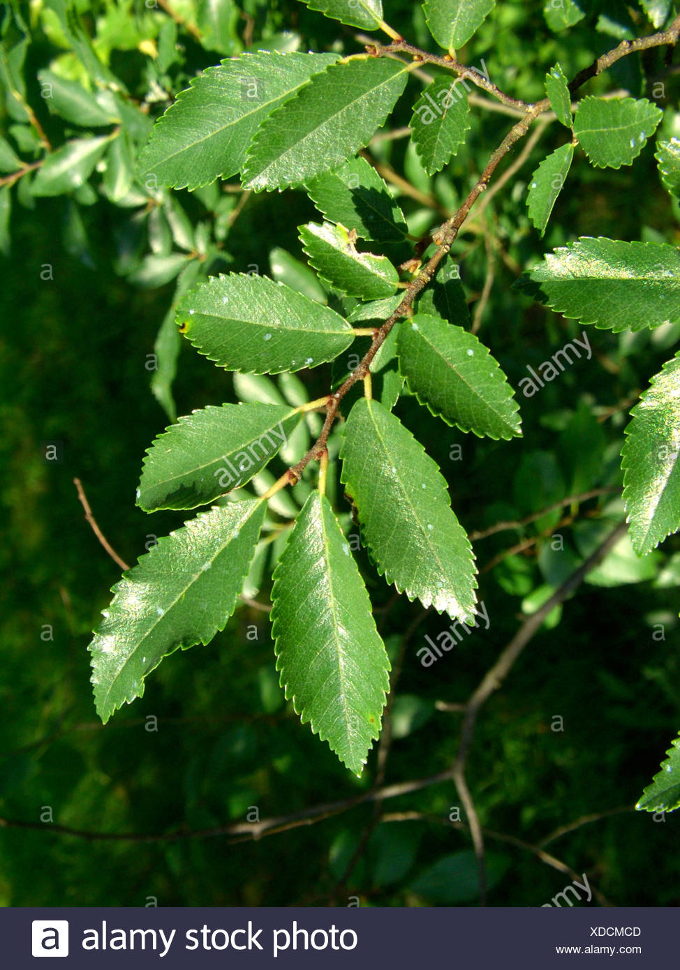 Lacebark Tree High Resolution Stock Photography and Images - Alamy