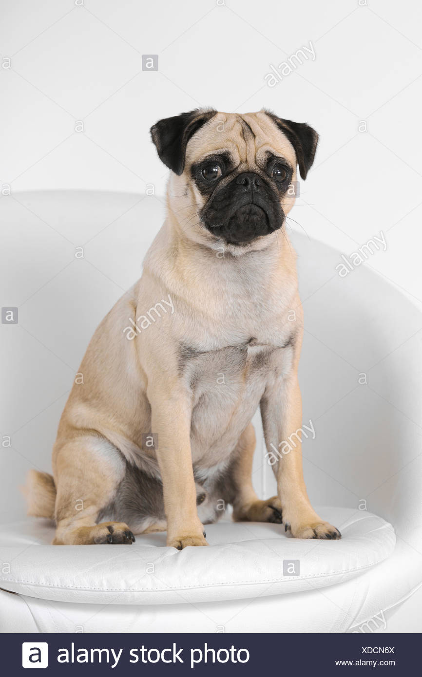 Four Legged Animals High Resolution Stock Photography and Images - Alamy