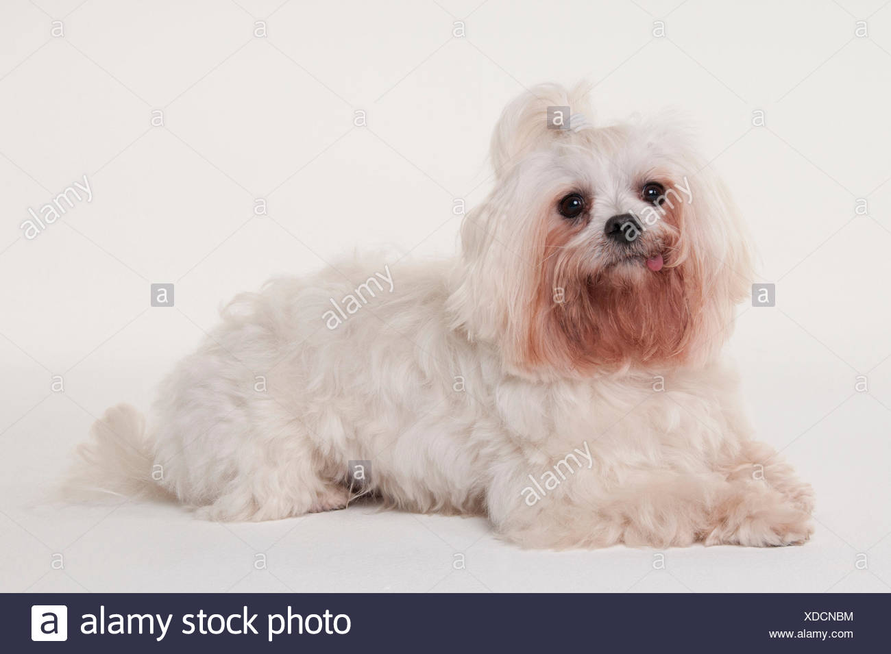 Toothless Animal High Resolution Stock Photography and Images - Alamy