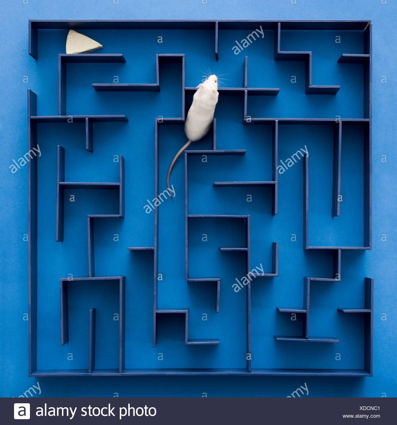 Rat Maze High Resolution Stock Photography and Images - Alamy