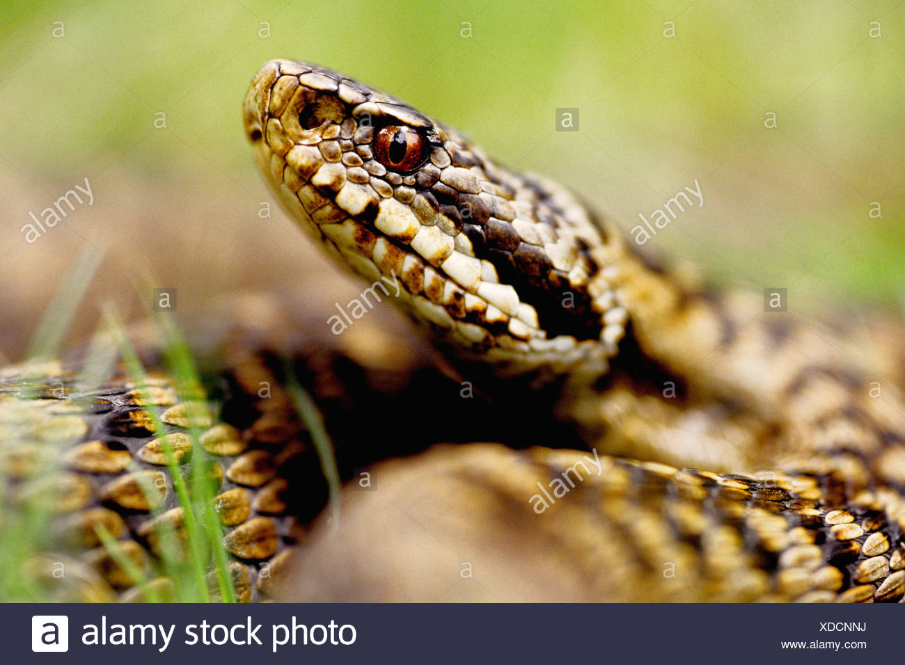 Vipera Aspis Viper Snake Reptile Stock Photos & Vipera Aspis Viper ...
