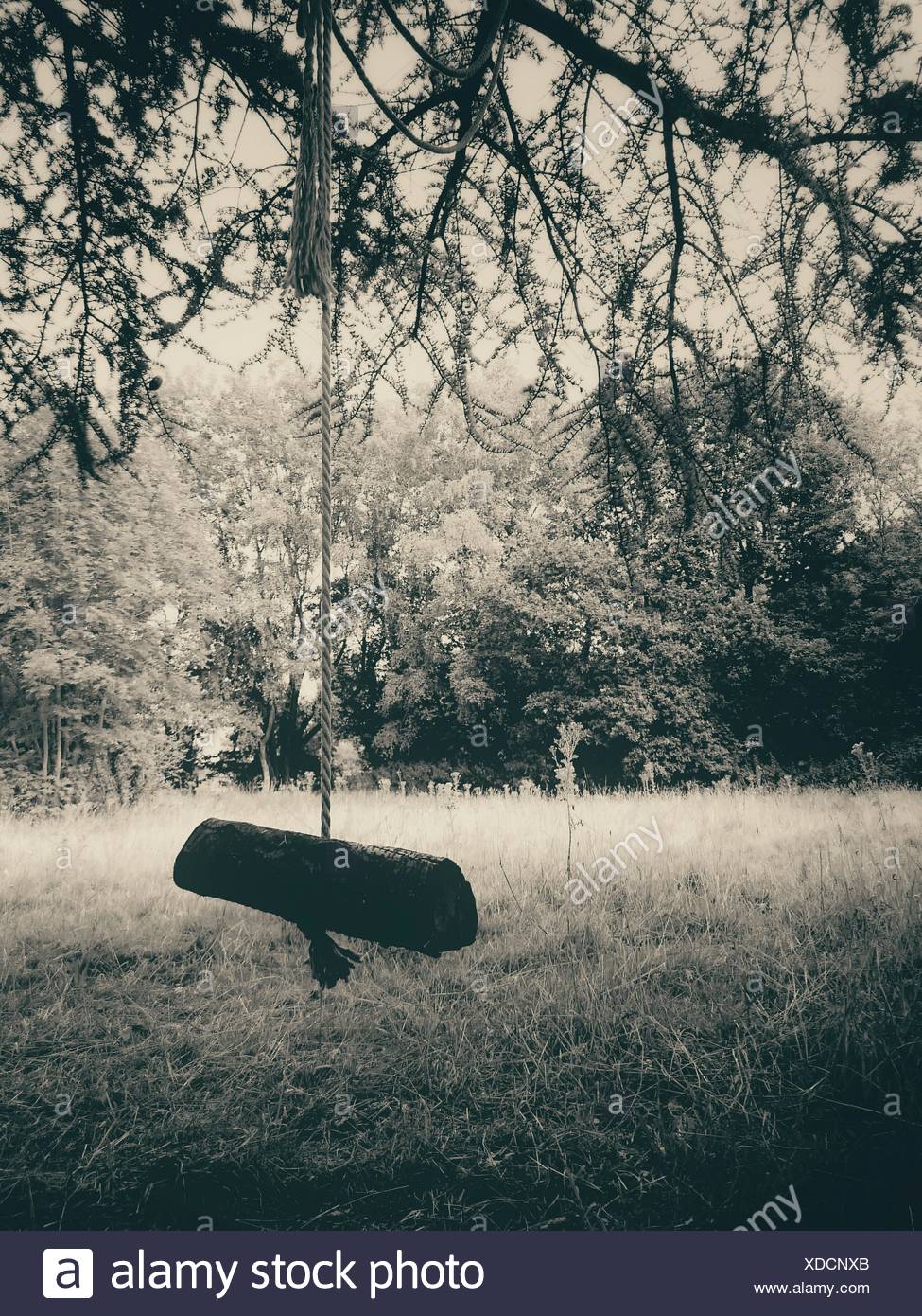 Empty Tree Branches High Resolution Stock Photography and Images - Alamy