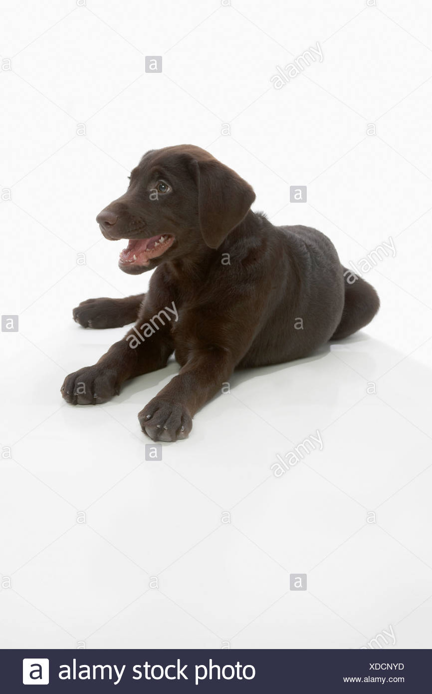 Chocolate Labradors High Resolution Stock Photography and Images - Alamy