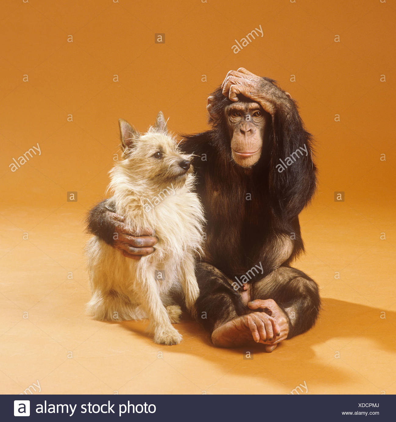 Animal Friendship Chimp Stock Photos & Animal Friendship Chimp Stock ...
