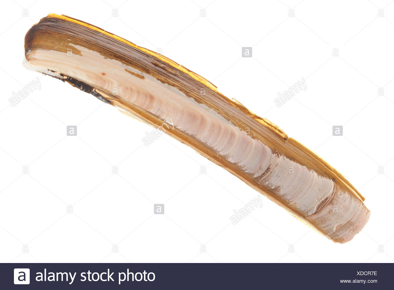 Atlantic Jackknife Clam Ensis Directus Cut Out Stock Images & Pictures ...