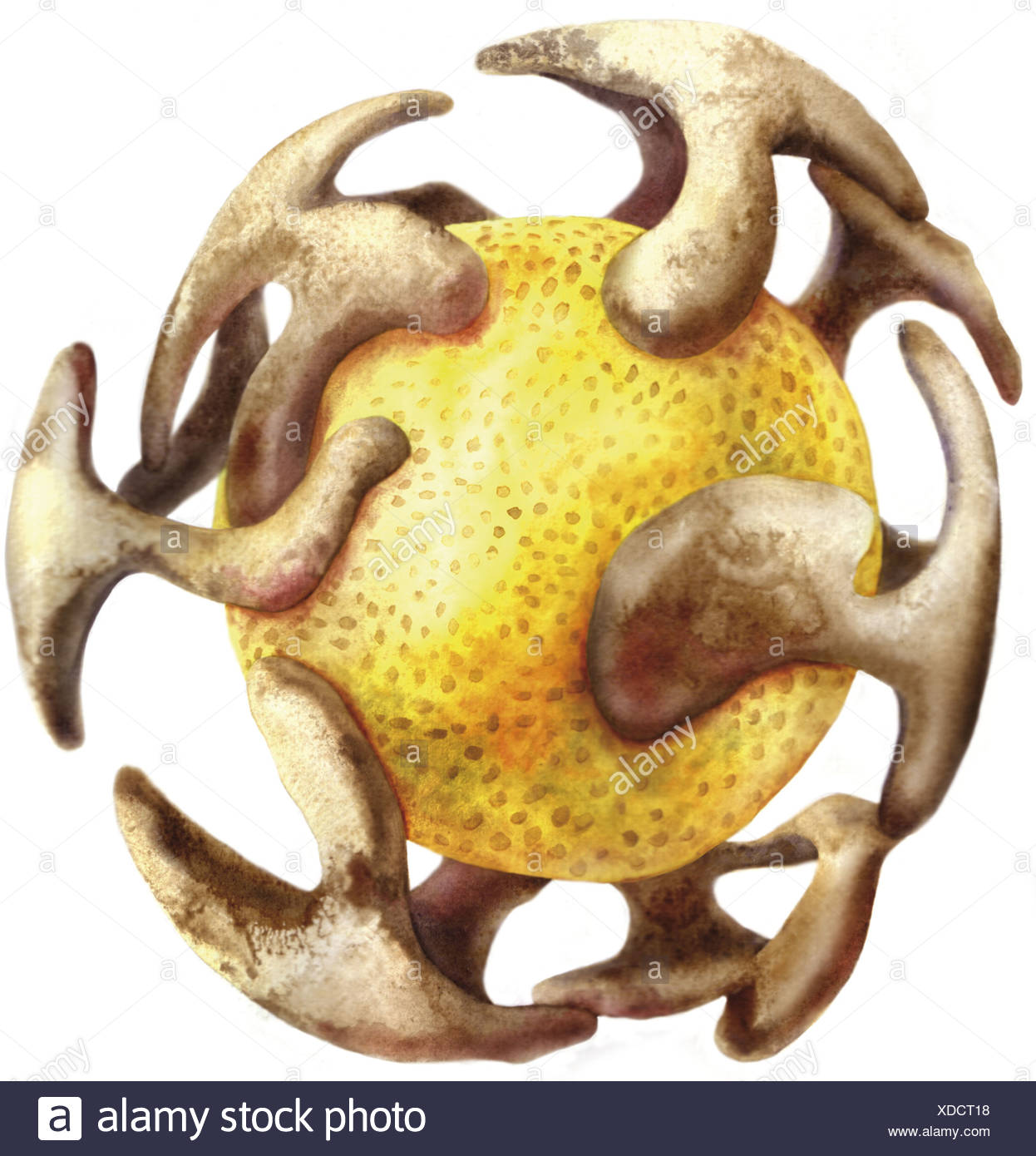 Endoplasmic Reticulum High Resolution Stock Photography and Images - Alamy