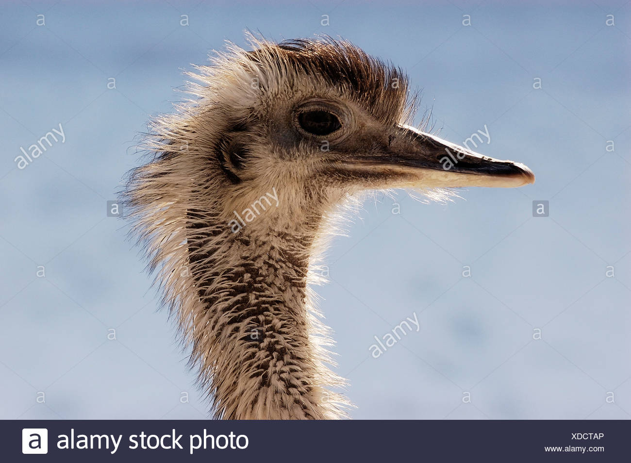 Nandu Stock Photos & Nandu Stock Images - Alamy