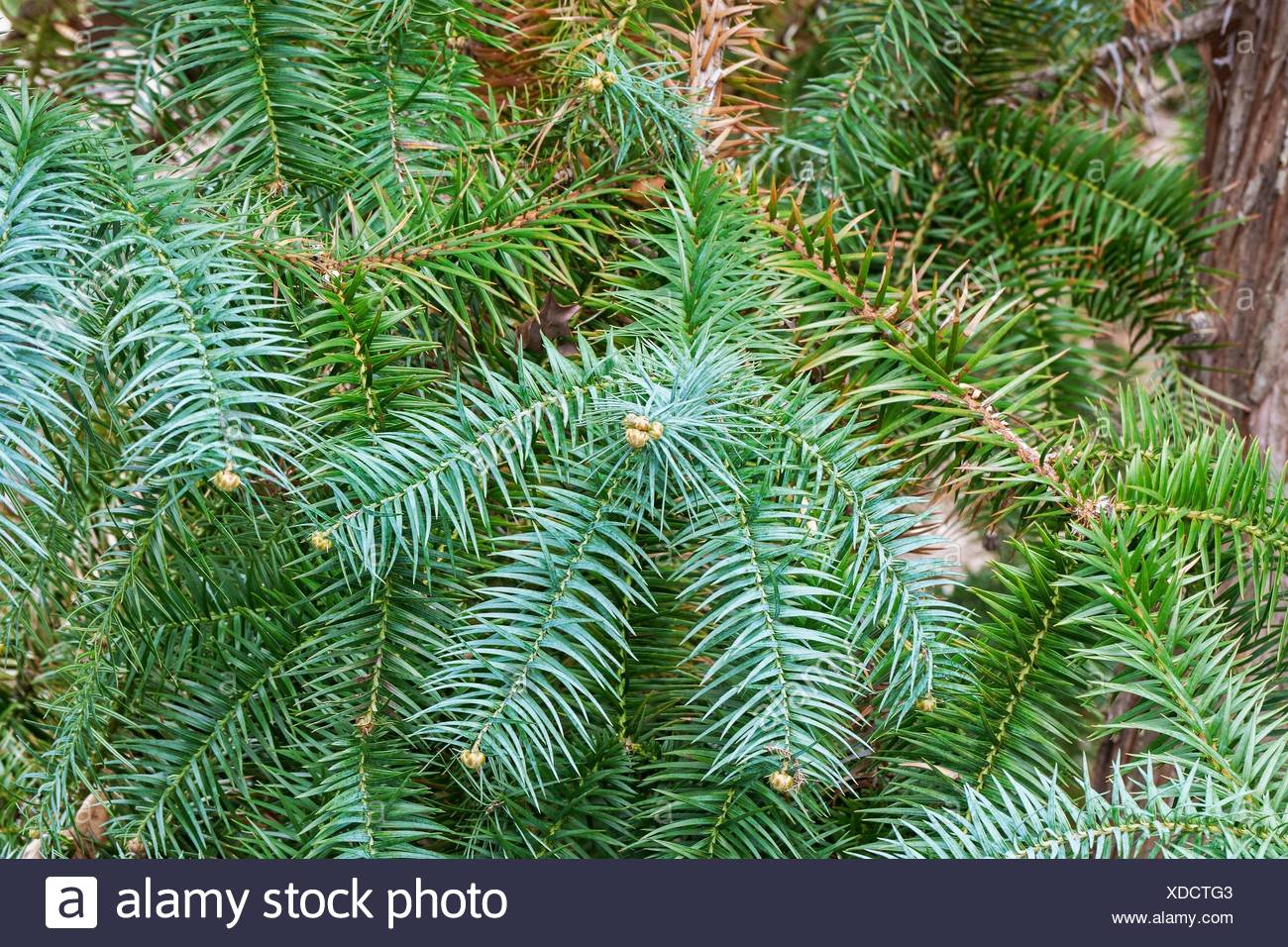 China Blue Fir High Resolution Stock Photography and Images - Alamy