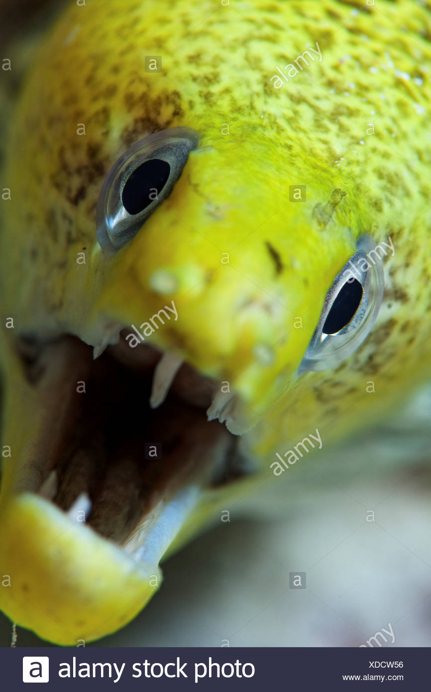Undulated Moray Eel High Resolution Stock Photography and Images - Alamy