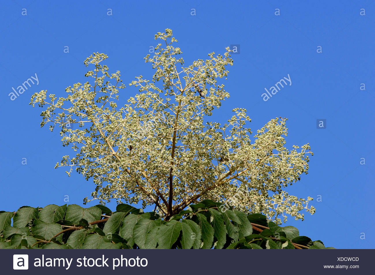 Japanese Angelica High Resolution Stock Photography and Images - Alamy