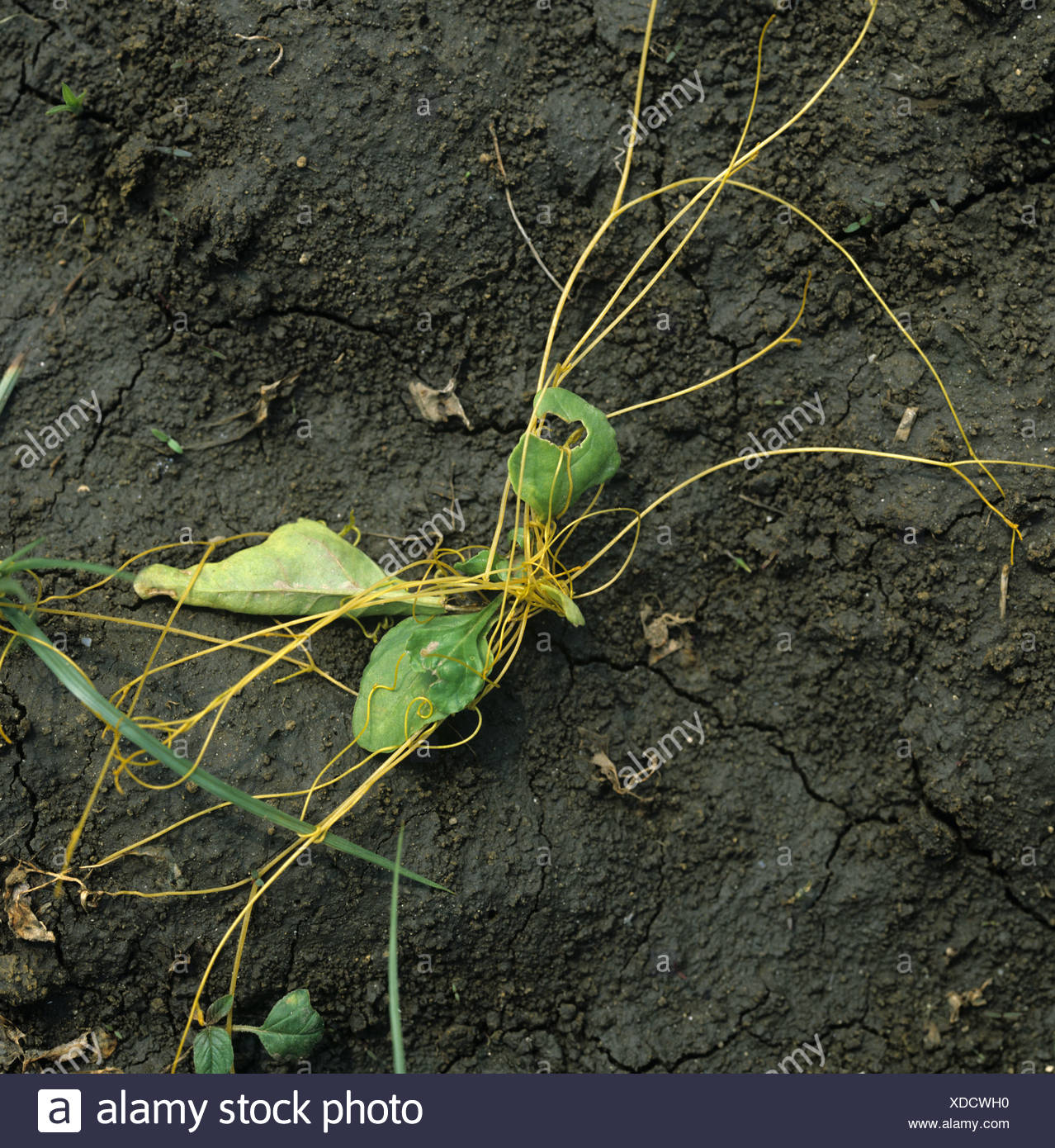 Strangleweed High Resolution Stock Photography and Images - Alamy