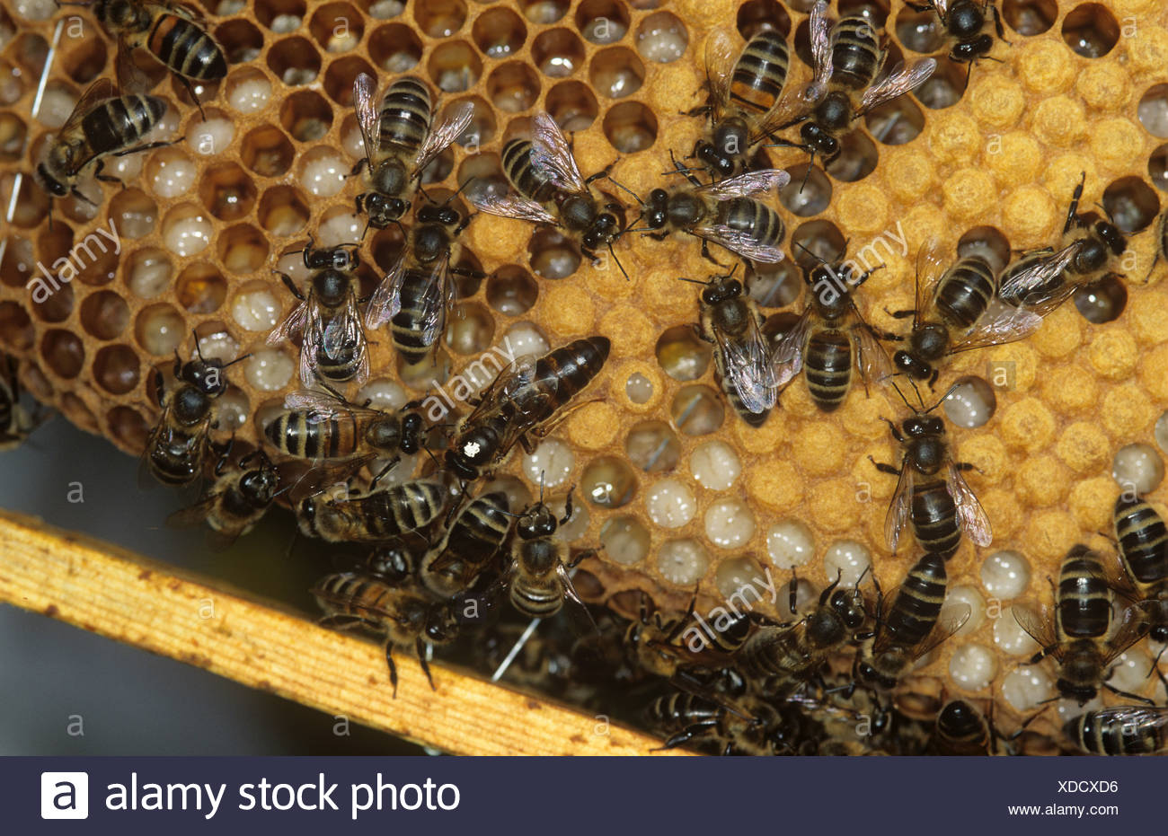 Queen Bee Cell High Resolution Stock Photography and Images - Alamy